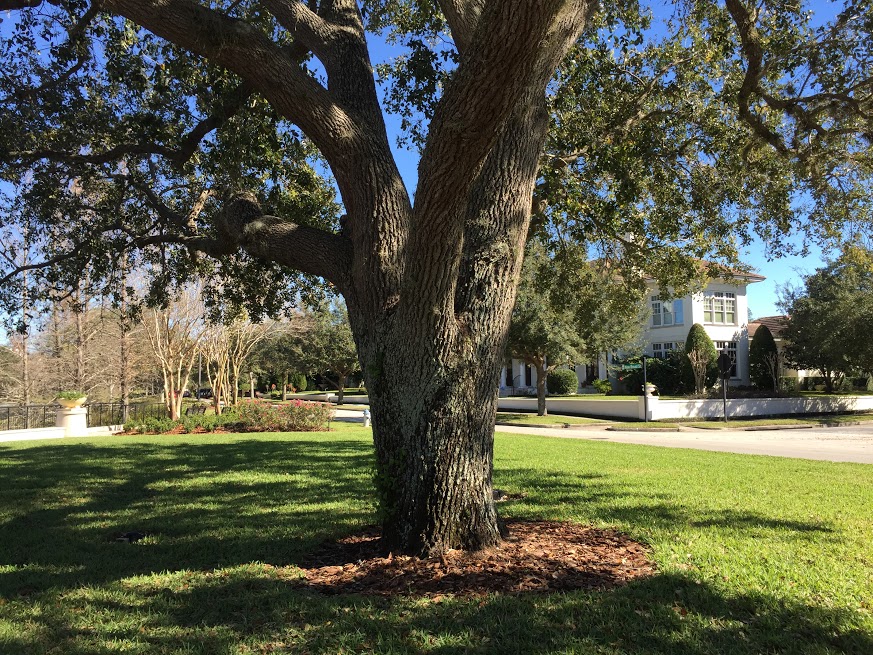 Free Trees for Orlando Homeowners