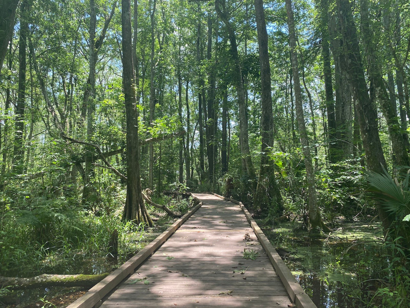 Explore the Natural Beauty of Leesburg, Florida's Flat Island Preserve